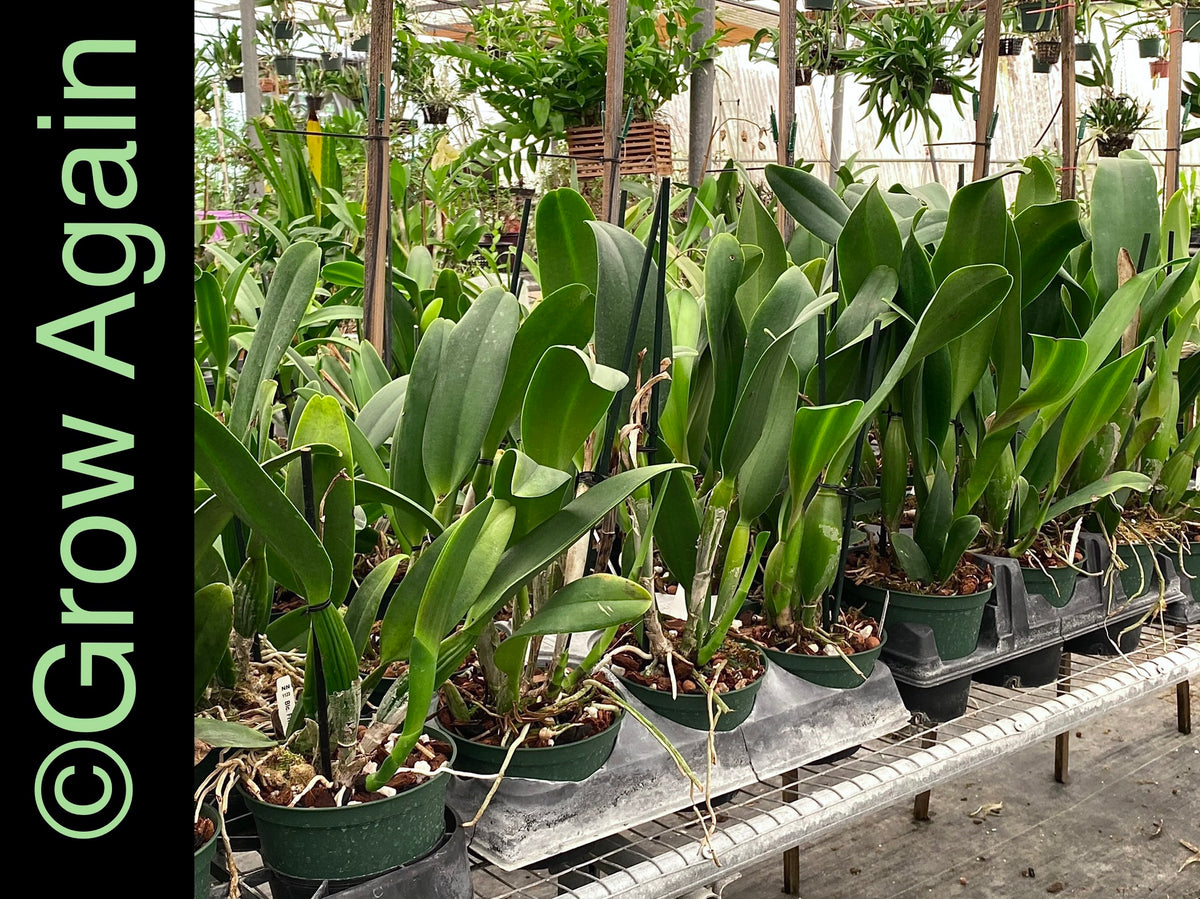 Blc. Chia Lin 'Shinsu #1' – Grow Again Orchids