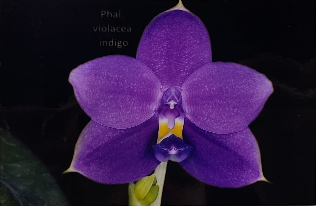 Phalaenopsis Violacea f. indigo – Grow Again Orchids