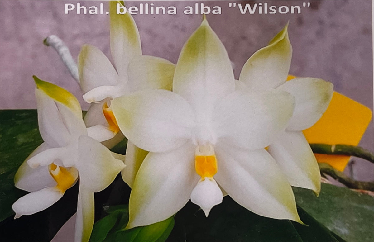 Phalaenopsis Belina alba 'Wilson' – Grow Again Orchids