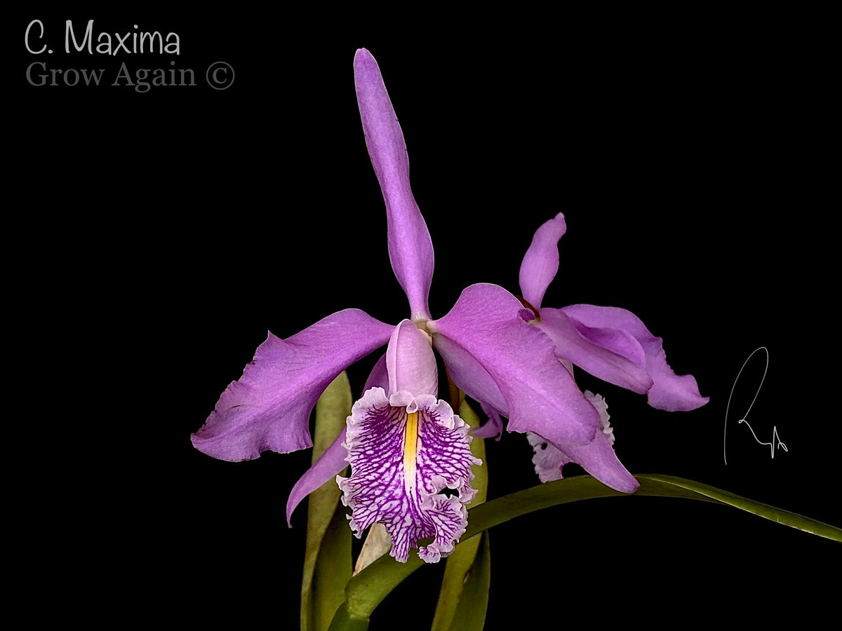 Cattleya Maxima – Grow Again Orchids