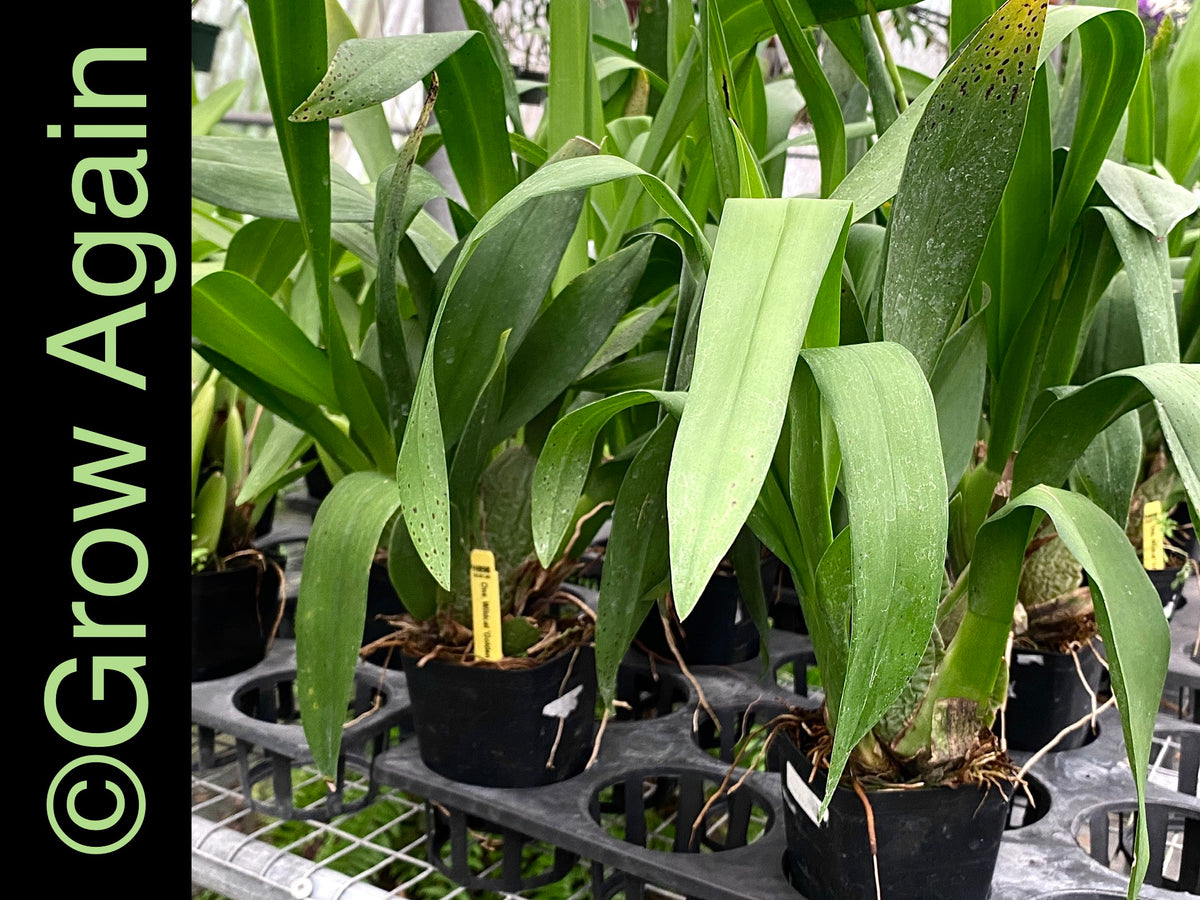 Bllra. Big Shot 'Hilo Sparkle' – Grow Again Orchids