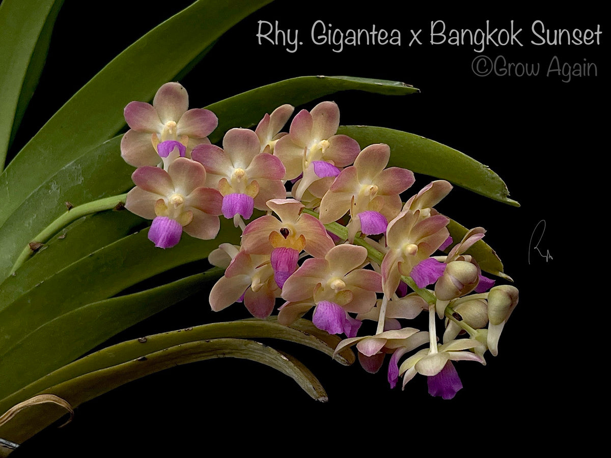 Rhy. Gigantea x Bangkok Sunset – Grow Again Orchids