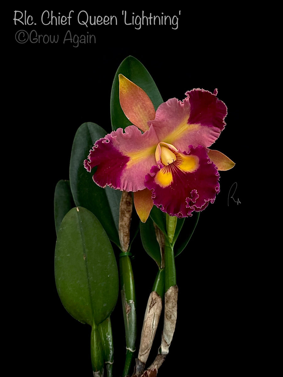 Rlc. Chief Queen 'Lightning' – Grow Again Orchids